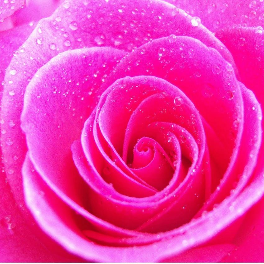 Classic Bunch of 60cm Roses, with greenery to match | Í Húsi Blóma ...